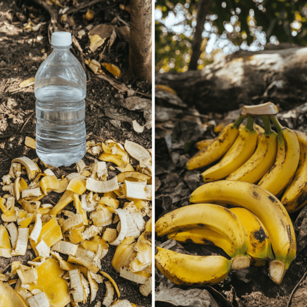 How to Make Banana Peel Fertilizer: A Simple, Eco-Friendly Guide for Your Garden - Plants Life
